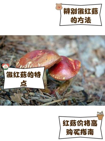 红菇怎么辨别真假_红菇真假鉴别方法-第2张图片-山城妙识 红菇怎么辨别真假_红菇真假鉴别方法-第2张图片-山城妙识