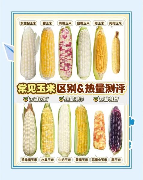 玉米热量高不高_减肥能吃玉米吗-第1张图片-山城妙识 玉米热量高不高_减肥能吃玉米吗-第1张图片-山城妙识