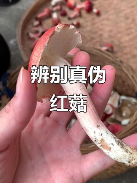 红菇怎么辨别真假_红菇真假鉴别方法-第3张图片-山城妙识 红菇怎么辨别真假_红菇真假鉴别方法-第3张图片-山城妙识