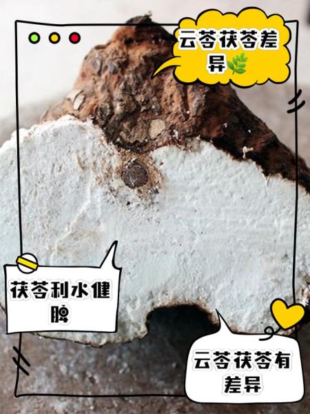 茯苓长什么样_如何辨别茯苓植株-第3张图片-山城妙识