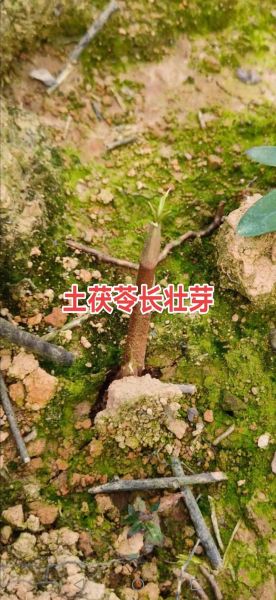 茯苓长什么样_如何辨别茯苓植株-第2张图片-山城妙识