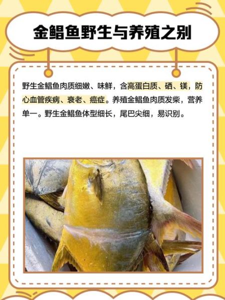 金鲳鱼为什么便宜_金鲳鱼价格低的真相-第2张图片-山城妙识 金鲳鱼为什么便宜_金鲳鱼价格低的真相-第2张图片-山城妙识