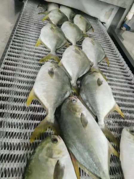 金鲳鱼为什么便宜_金鲳鱼价格低的真相-第3张图片-山城妙识 金鲳鱼为什么便宜_金鲳鱼价格低的真相-第3张图片-山城妙识