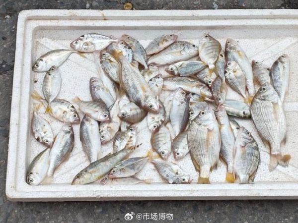 金鲳鱼为什么便宜_金鲳鱼价格低的真相-第1张图片-山城妙识 金鲳鱼为什么便宜_金鲳鱼价格低的真相-第1张图片-山城妙识
