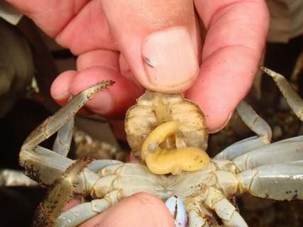 蟹奴是什么_蟹奴寄生螃蟹全过程-第3张图片-山城妙识