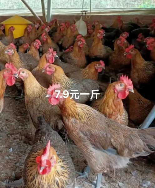 鸡肉价格今日价多少钱一斤_今日鸡肉批发价查询-第2张图片-山城妙识 鸡肉价格今日价多少钱一斤_今日鸡肉批发价查询-第2张图片-山城妙识