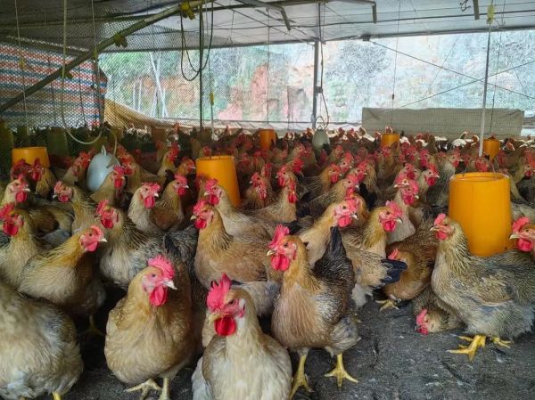 鸡肉价格今日价多少钱一斤_今日鸡肉批发价查询-第3张图片-山城妙识 鸡肉价格今日价多少钱一斤_今日鸡肉批发价查询-第3张图片-山城妙识