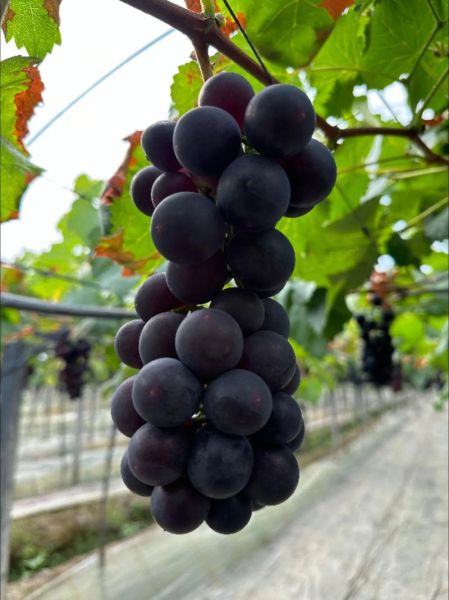 巨峰葡萄多少钱一斤_巨峰葡萄价格行情-第2张图片-山城妙识 巨峰葡萄多少钱一斤_巨峰葡萄价格行情-第2张图片-山城妙识