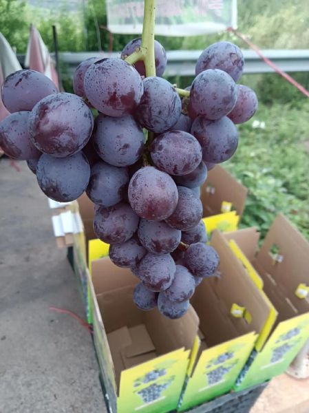 巨峰葡萄多少钱一斤_巨峰葡萄价格行情-第3张图片-山城妙识 巨峰葡萄多少钱一斤_巨峰葡萄价格行情-第3张图片-山城妙识