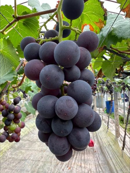 巨峰葡萄多少钱一斤_巨峰葡萄价格行情-第1张图片-山城妙识 巨峰葡萄多少钱一斤_巨峰葡萄价格行情-第1张图片-山城妙识