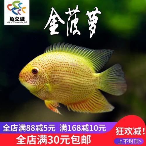 喷点菠萝鱼怎么养_喷点菠萝鱼能长多大-第1张图片-山城妙识 喷点菠萝鱼怎么养_喷点菠萝鱼能长多大-第1张图片-山城妙识