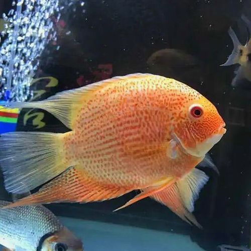 喷点菠萝鱼怎么养_喷点菠萝鱼能长多大-第2张图片-山城妙识 喷点菠萝鱼怎么养_喷点菠萝鱼能长多大-第2张图片-山城妙识