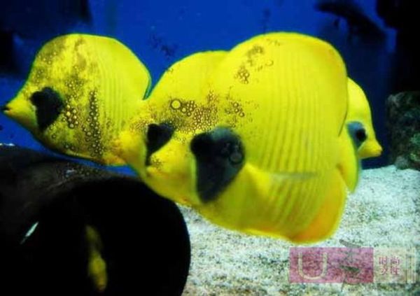 喷点菠萝鱼怎么养_喷点菠萝鱼能长多大-第3张图片-山城妙识 喷点菠萝鱼怎么养_喷点菠萝鱼能长多大-第3张图片-山城妙识