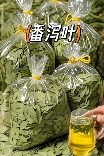 喝番泻叶一周瘦八斤_真的靠谱吗-第3张图片-山城妙识 喝番泻叶一周瘦八斤_真的靠谱吗-第3张图片-山城妙识