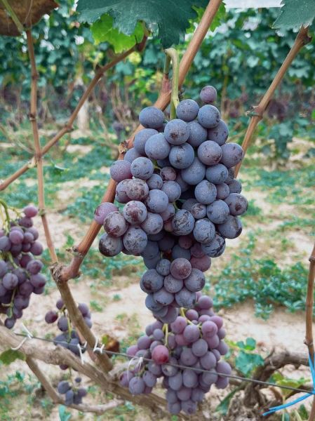 葡萄图片大全大图_如何挑选高清葡萄壁纸-第3张图片-山城妙识