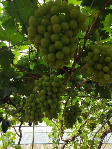 葡萄图片大全大图_如何挑选高清葡萄壁纸-第1张图片-山城妙识