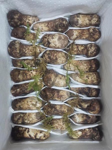 松茸多少钱一斤2021_2021年松茸价格走势-第3张图片-山城妙识 松茸多少钱一斤2021_2021年松茸价格走势-第3张图片-山城妙识