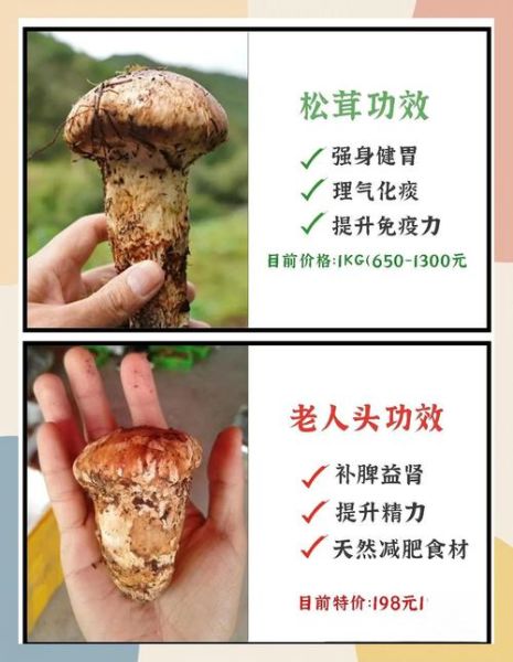 松茸多少钱一斤2021_2021年松茸价格走势-第2张图片-山城妙识 松茸多少钱一斤2021_2021年松茸价格走势-第2张图片-山城妙识