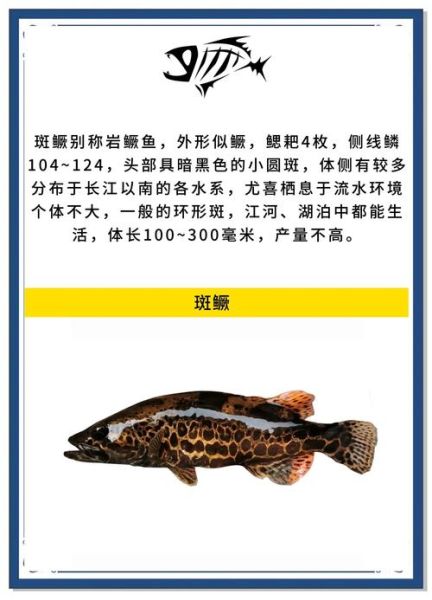 桂鱼养殖技术要点_桂鱼养殖注意事项-第3张图片-山城妙识