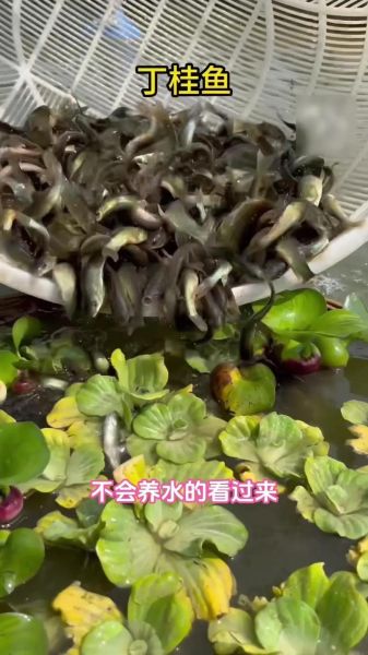 桂鱼养殖技术要点_桂鱼养殖注意事项-第1张图片-山城妙识