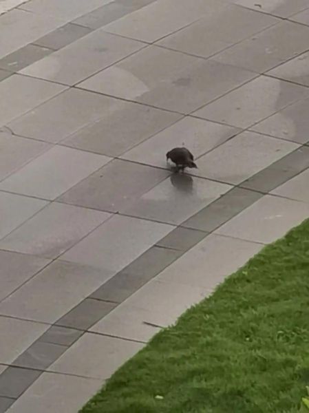 乌鸡哥是什么意思_乌鸡哥是什么梗-第1张图片-山城妙识