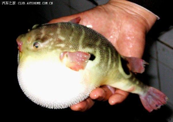 蒌蒿芦芽河豚是什么季节_河豚欲上时怎么判断-第1张图片-山城妙识