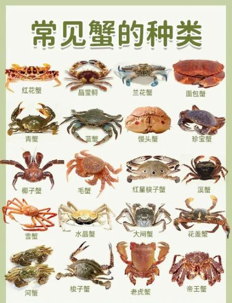 海蟹品种有哪些_哪种海蟹最好吃-第1张图片-山城妙识