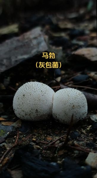 马勃菌的功效与作用_马勃菌怎么吃最有营养-第2张图片-山城妙识