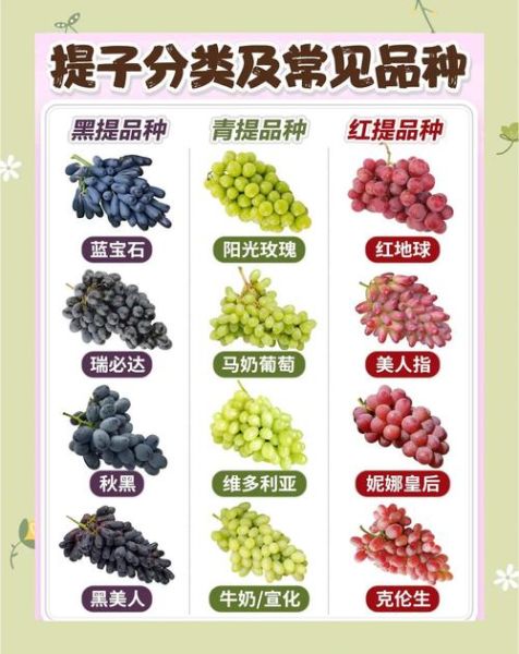 葡萄和提子的区别是什么_提子和葡萄哪个更甜-第1张图片-山城妙识