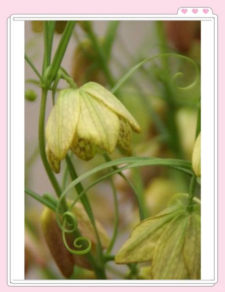 浙贝母的功效与作用及主治_浙贝母怎么吃效果最好-第3张图片-山城妙识