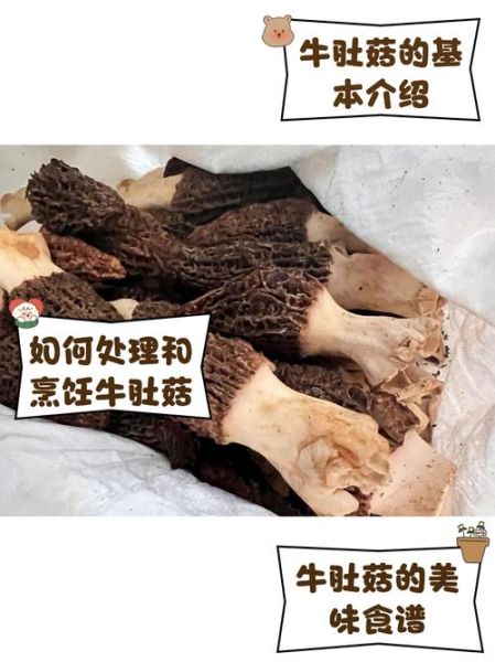 牛肚菌怎么种植_牛肚菌种植技术详解-第1张图片-山城妙识