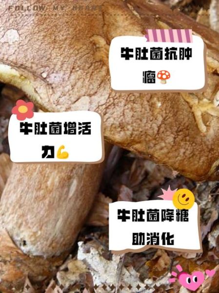 牛肚菌怎么种植_牛肚菌种植技术详解-第2张图片-山城妙识