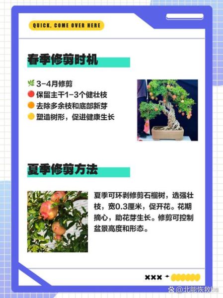 石榴树怎么修剪_石榴树什么时候剪枝最好-第1张图片-山城妙识 石榴树怎么修剪_石榴树什么时候剪枝最好-第1张图片-山城妙识
