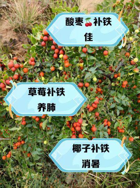 补铁的食物有哪些_吃什么水果补铁最快-第3张图片-山城妙识 补铁的食物有哪些_吃什么水果补铁最快-第3张图片-山城妙识