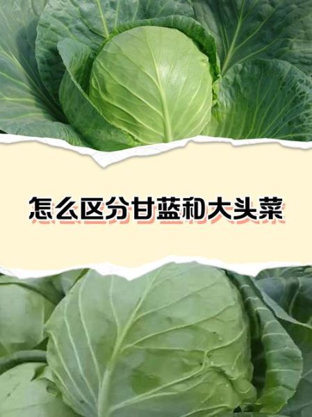 甘蓝和包菜的区别_哪个营养价值更高-第2张图片-山城妙识
