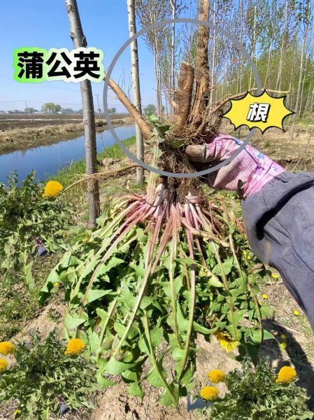 蒲公英泡水喝的功效与禁忌_蒲公英根茶副作用有哪些-第3张图片-山城妙识 蒲公英泡水喝的功效与禁忌_蒲公英根茶副作用有哪些-第3张图片-山城妙识