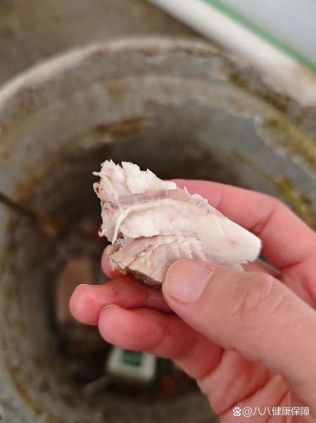 猪肉绦虫煮熟后是什么样子_彻底杀死囊尾蚴需要多少温度-第1张图片-山城妙识