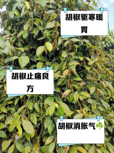 女人多吃胡椒的坏处_胡椒对女性健康的影响-第1张图片-山城妙识