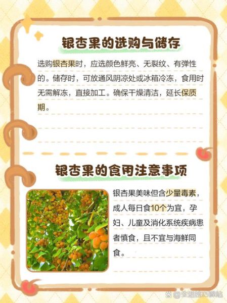 银杏果有什么功效_银杏果怎么吃才安全-第3张图片-山城妙识