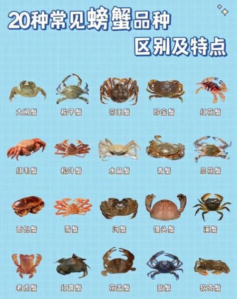 螃蟹几条腿几个钳子_螃蟹腿断了还能长出来吗-第1张图片-山城妙识
