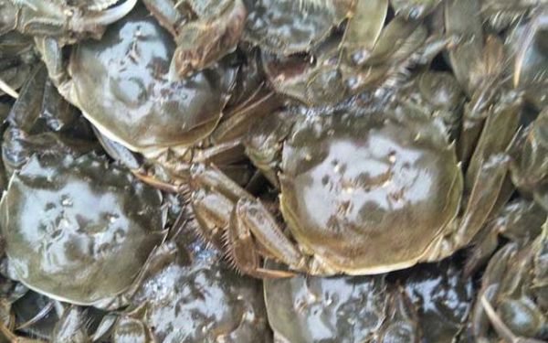 螃蟹几条腿几个钳子_螃蟹腿断了还能长出来吗-第3张图片-山城妙识