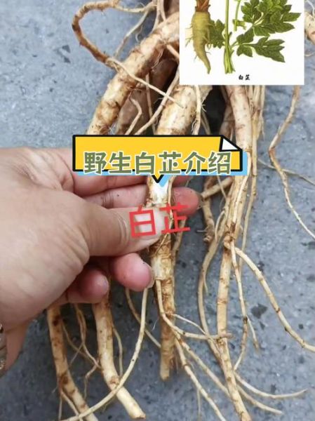 白芷长什么样_白芷图片特征识别-第1张图片-山城妙识