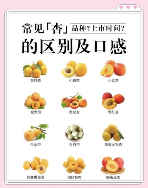 杏的营养价值及功效_杏一天吃几个最好-第1张图片-山城妙识