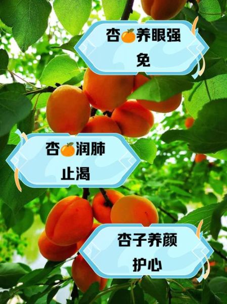 杏的营养价值及功效_杏一天吃几个最好-第3张图片-山城妙识