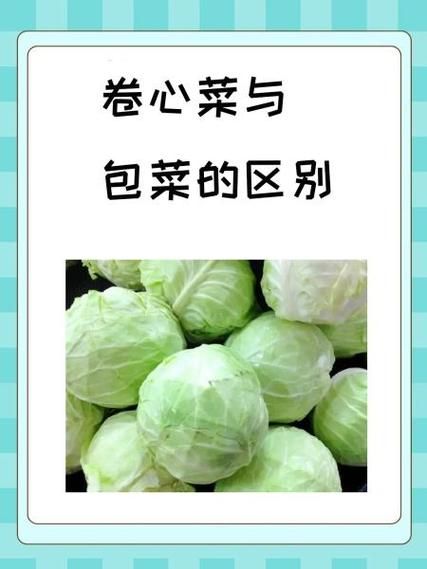 包菜的营养价值是什么_包菜热量高吗-第1张图片-山城妙识