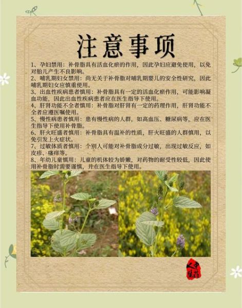 补骨脂的副作用有哪些_补骨脂长期吃安全吗-第1张图片-山城妙识