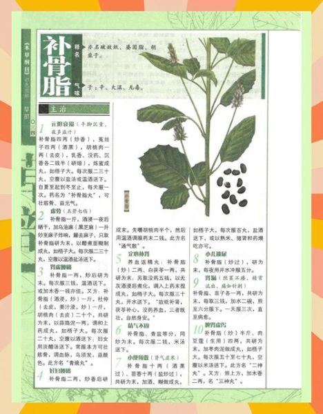 补骨脂的副作用有哪些_补骨脂长期吃安全吗-第3张图片-山城妙识