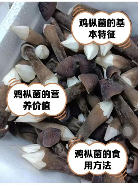 鸡枞菌怎么种_鸡枞菌种植技术要点-第2张图片-山城妙识