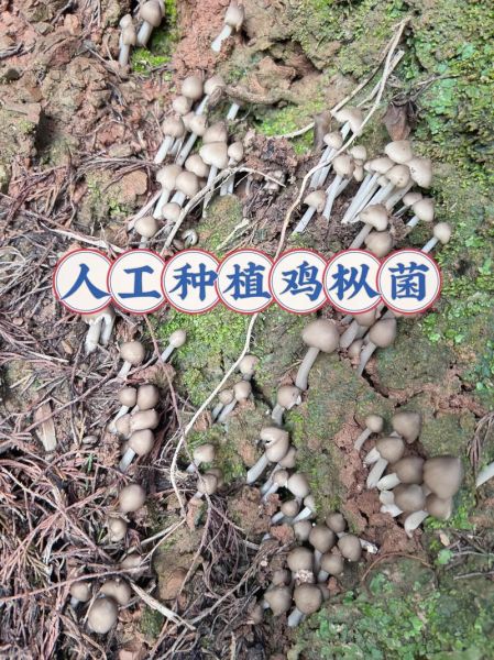 鸡枞菌怎么种_鸡枞菌种植技术要点-第3张图片-山城妙识