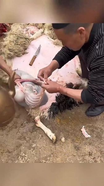 羊肚怎么清洗_羊肚清洗方法-第2张图片-山城妙识